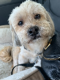 Reuniters Network Lost Pet | AKC Reunite