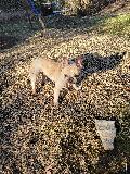 Reuniters Network Lost Pet | AKC Reunite