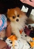 Reuniters Network Lost Pet | AKC Reunite