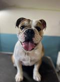 Reuniters Network Lost Pet | AKC Reunite