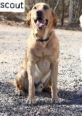 Reuniters Network Lost Pet | AKC Reunite