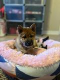 Reuniters Network Lost Pet | AKC Reunite