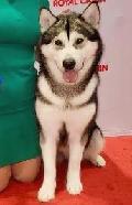 Reuniters Network Lost Pet | AKC Reunite